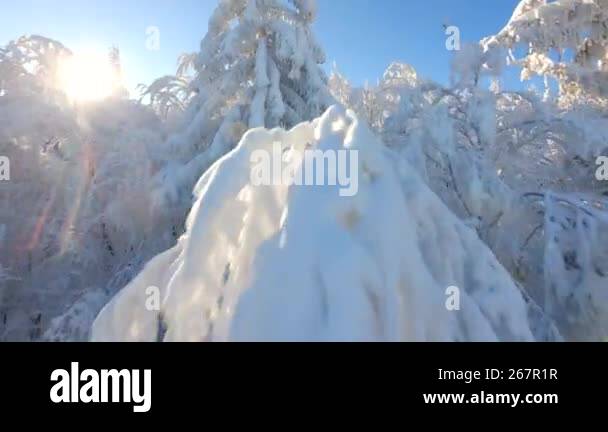 Cinematic FPV flight among snow-covered trees in winter mountain forest ...
