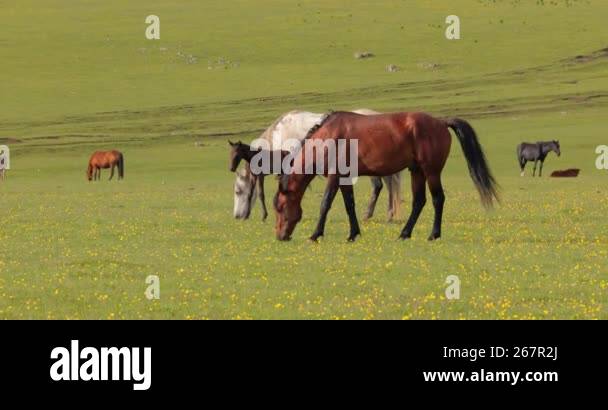 Horses and Foals Grazing in a Spring Meadow Stock Video Footage - Alamy