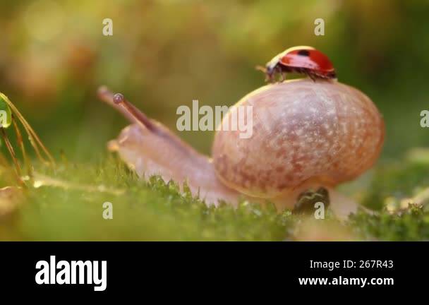 Snail with Ladybug Hitchhiker on Mossy Ground in Sunlight Stock Video ...