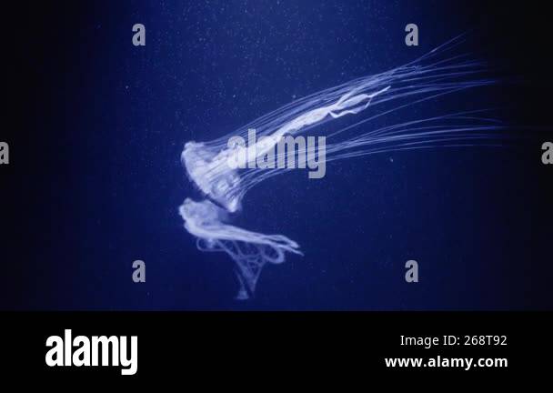 Underwater invertebrate Stock Videos & Footage - HD and 4K Video Clips ...