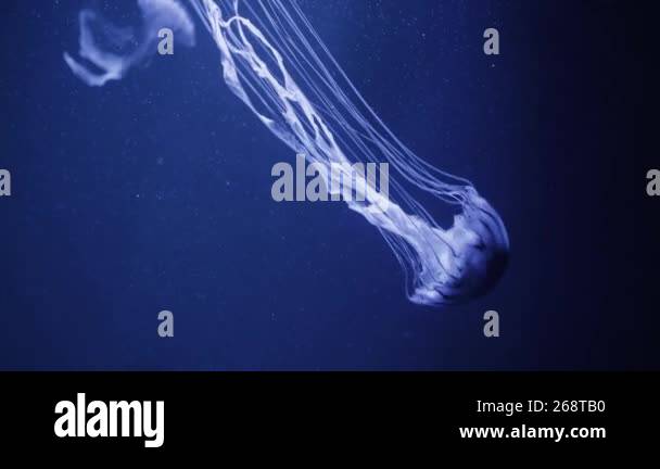 Translucent white jellyfish drifting gracefully through deep blue ...