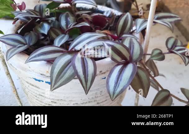 Purple wandering jew plant Stock Videos & Footage - HD and 4K Video ...