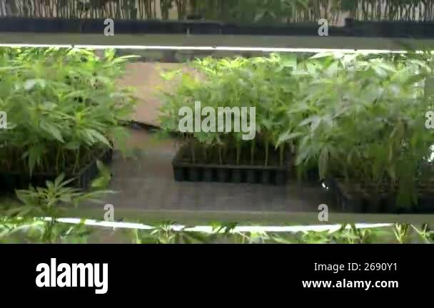 Robust cannabis seedlings is flourishing as they grow in trays. Health ...