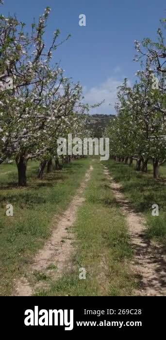 Wonderful view of blooming apple orchard close up by drone, close up of ...