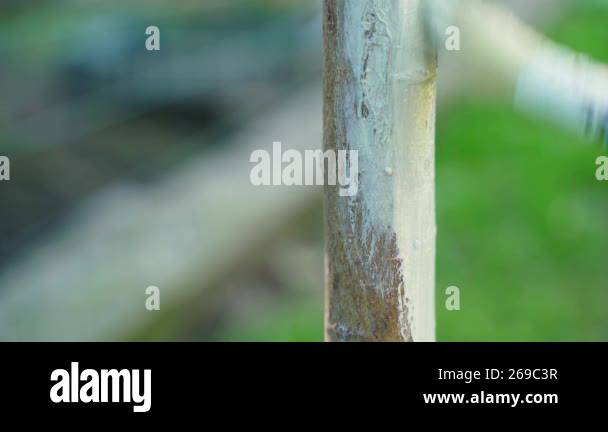 Whitewashing the trunk of a young tree with a brush close-up ...