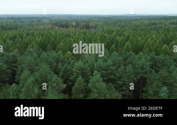 Green and yellow trees in vast forest Stock Video Footage - Alamy