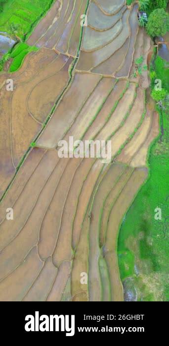 beautiful morning view indonesia panorama landscape paddy fields with ...