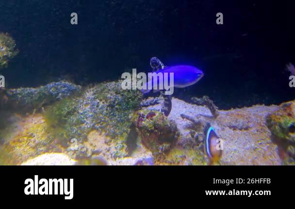 an engineer goby with other sea fishes in the aquarium Stock Video ...