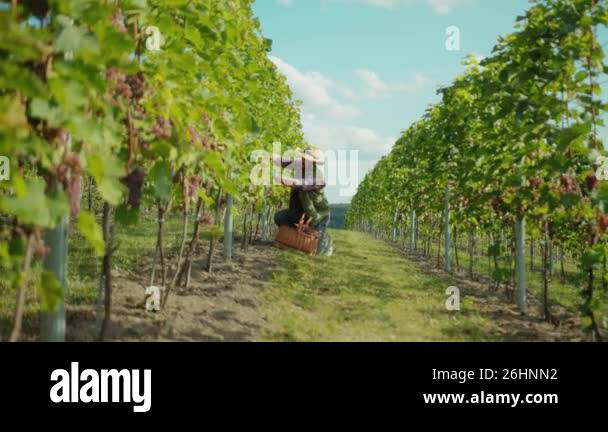 A worker tending to grape vines in a lush vineyard, showcasing natures beauty and agricultural ...