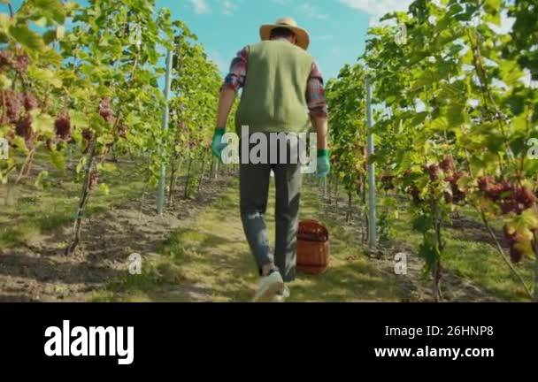 A dedicated vineyard worker carefully tending to the grape harvest beneath a bright and ...