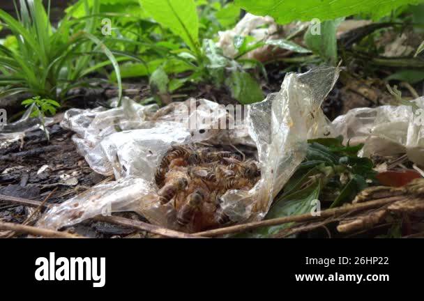 Waste ground habitat flora Stock Videos & Footage - HD and 4K Video ...