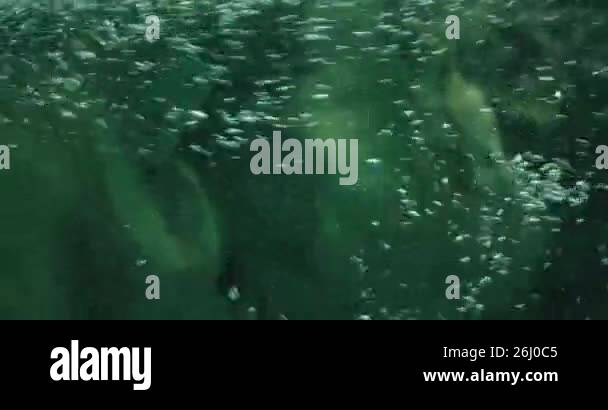 Underwater scene with dynamic flow and numerous small bubbles in ...
