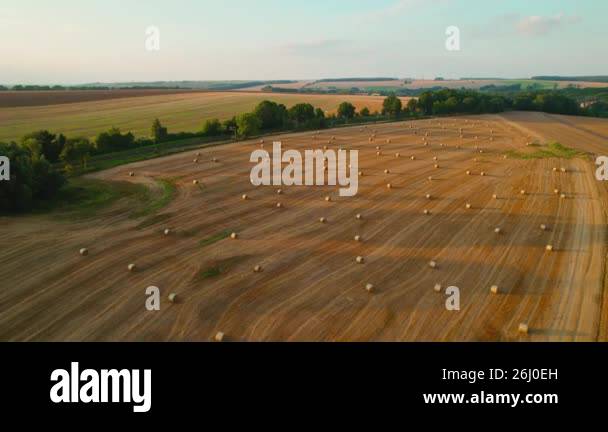 Vast harvested field with hay bales arranged in rows under the golden ...