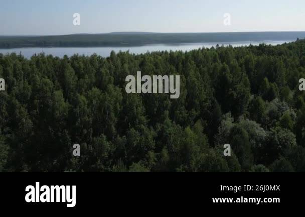 A breathtaking view showcasing a dense forest merging beautifully with ...
