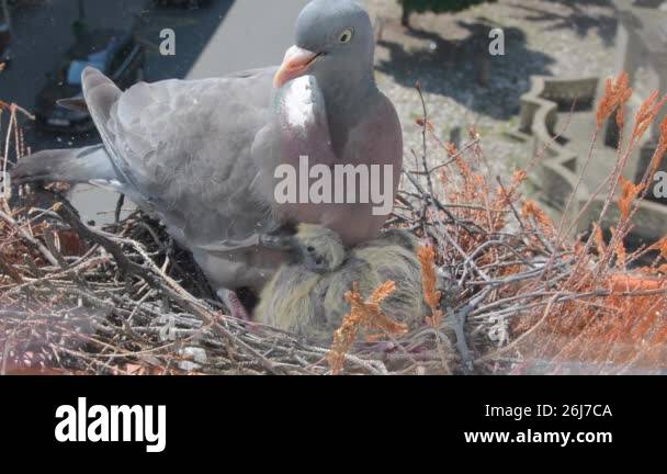 The dove feeds the young pigeons a mixture of its saliva. Two days old ...