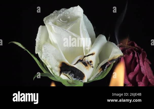 The closer look of the burning white petals of the rose inside the dark ...