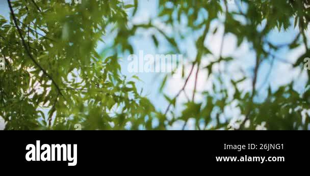 Horizontal day daytime Stock Videos & Footage - HD and 4K Video Clips ...