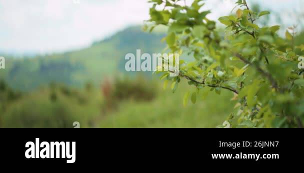 Footage of tree branch in foreground. Foliage. Blurred green background ...