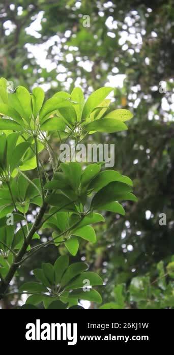 Water rain droplets fixed on dwarf umbrella green leaves stalk or ...