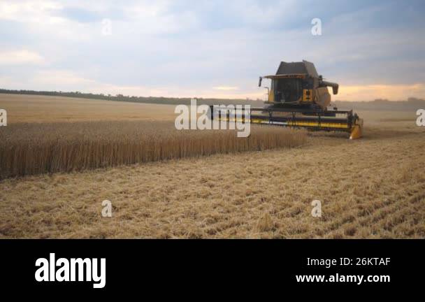 Grain harvester working in field gathering crop of ripe wheat. Combine ...