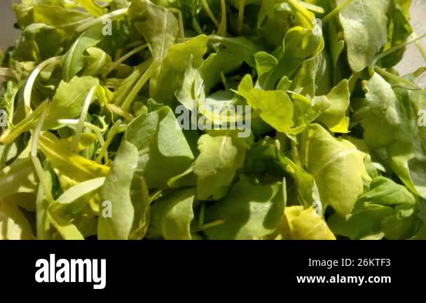 Close-up of vibrant green arugula leaves, their fresh texture and color ...