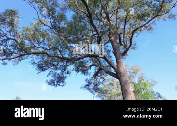 Footage looking up into the branches and leaves of a large and healthy ...