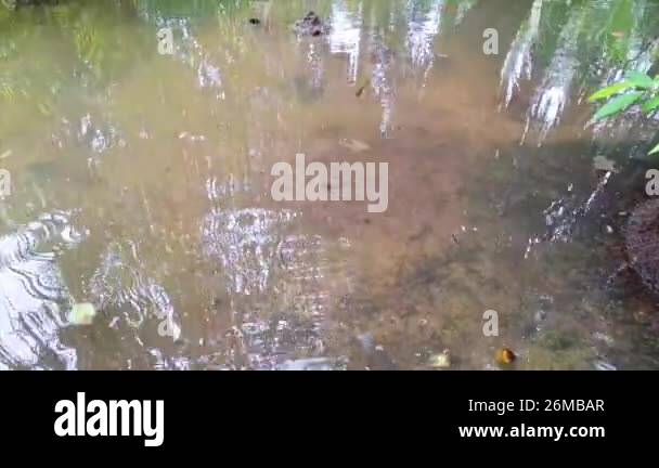 A shallow, murky, rippling body of water with a muddy bottom. The water ...
