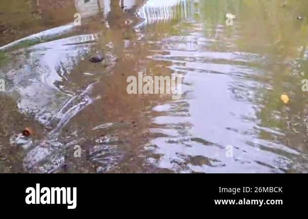 A pool of clear, rippling sandy water reflects the leaves and trees on ...
