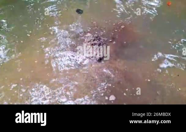 A shallow pool of murky, rippling water with a muddy surface ...