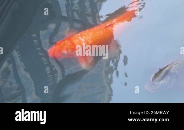 Colorful koi fish gliding through water Stock Video Footage - Alamy
