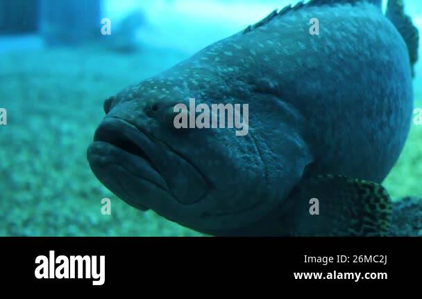 Close-up of a grouper fish in a blue aquatic environment Stock Video ...