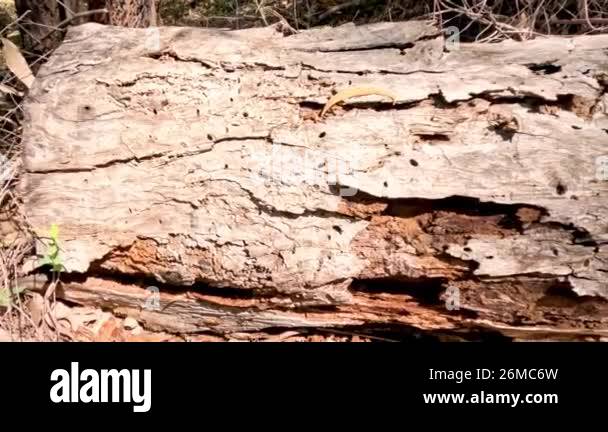 Time-lapse of a log's gradual decomposition Stock Video Footage - Alamy