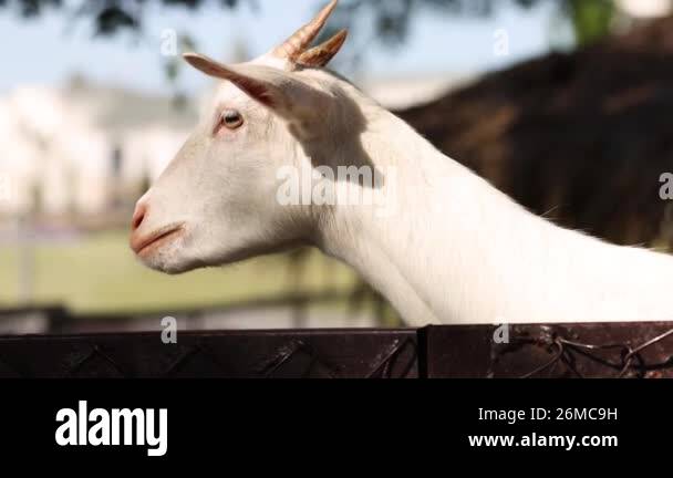 Goat moves head, looks around curiously Stock Video Footage - Alamy