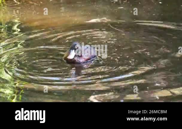 Duck cleaning itself in a pond Stock Video Footage - Alamy