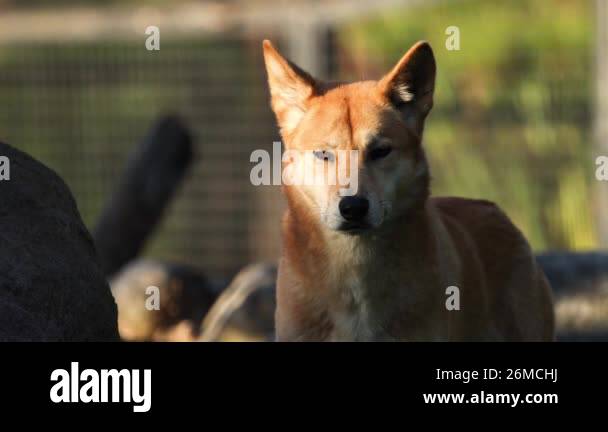 A dingo standing and observing its surroundings Stock Video Footage - Alamy