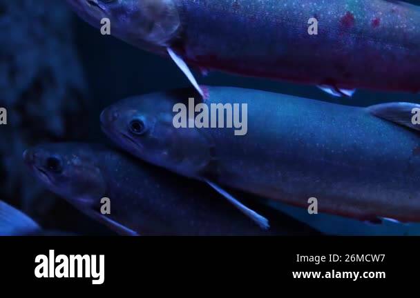 Fish moving in unison in a blue aquatic environment Stock Video Footage ...