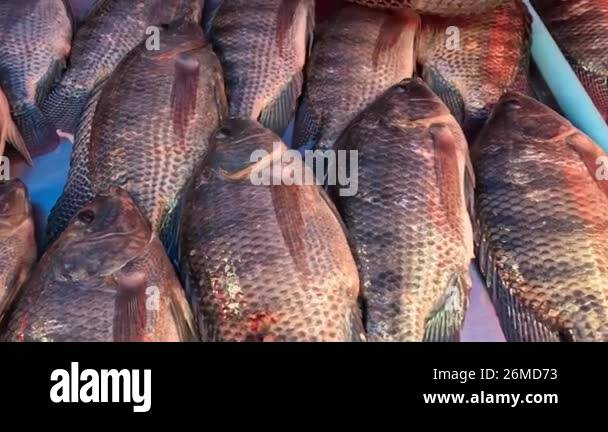 Arranging and picking fish at a market stall Stock Video Footage - Alamy
