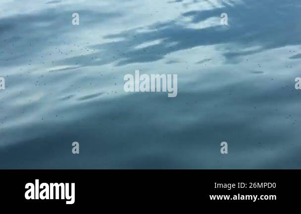 Calm underwater scene with light patterns Stock Video Footage - Alamy