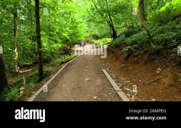 Scenic walk through lush green forest path Stock Video Footage - Alamy