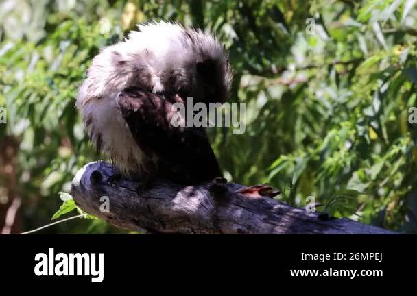 A bird preening itself on a branch Stock Video Footage - Alamy