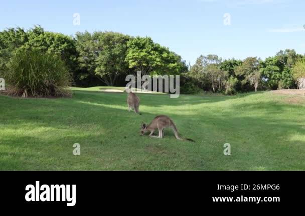 Serene park setting Stock Videos & Footage - HD and 4K Video Clips - Alamy