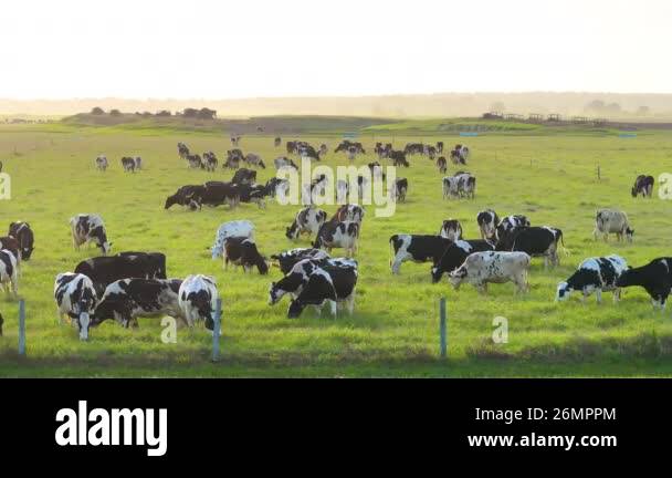 Cattle grazing on farmland pasture. Production of organic dairy ...