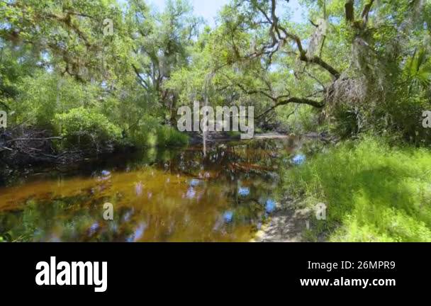 Subtropical jungles wild vegetation with wetland river and green palm ...