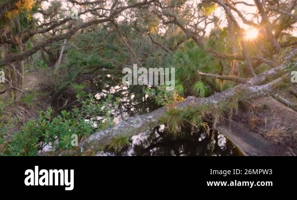 Tropical rainforest ecosystem. Florida jungles with green palm trees ...