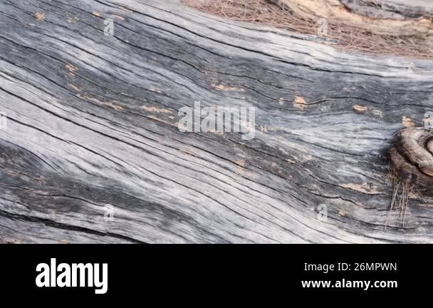 Weathering wood texture Stock Videos & Footage - HD and 4K Video Clips ...
