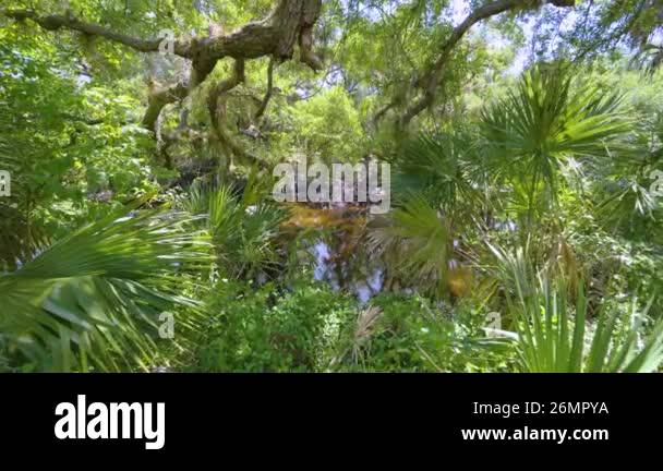 Subtropical jungles wild vegetation with wetland river and green palm ...