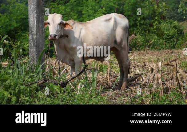 Asian domestic cow whose owner tied a rope to a tree stump near a corn ...