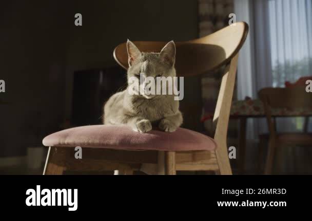 Contemplative cat Stock Videos & Footage - HD and 4K Video Clips - Alamy