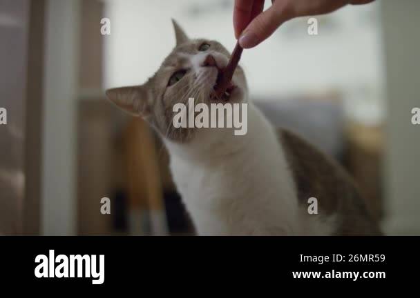 A playful cat eagerly bites into a treat held by a hand, capturing a ...