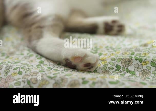 A detailed closeup of a cat soft paws resting on a colorful floral ...